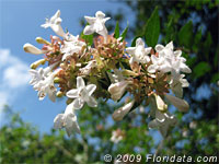 Floridata