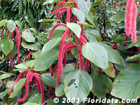 Floridata