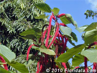 Floridata