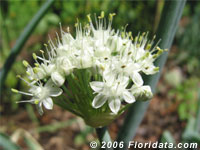 Floridata