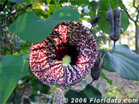 Floridata