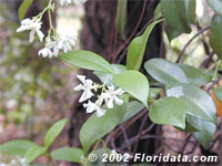 Floridata