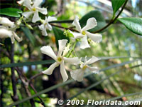 Floridata