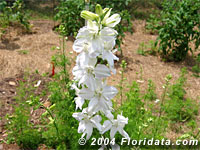 Floridata