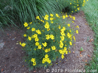 Floridata
