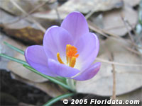 Floridata