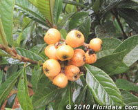 Floridata