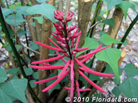 Floridata