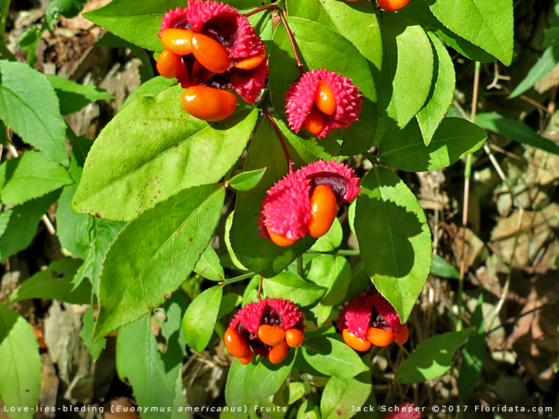 Euonymus Americanus Strawberry Bush