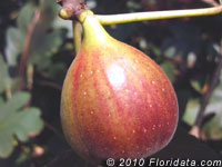 Floridata