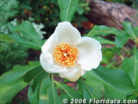 Floridata