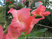 Floridata