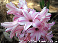 Floridata
