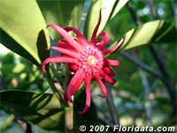 Floridata