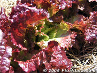 Floridata