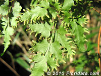 Floridata