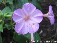 Floridata