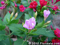 Floridata