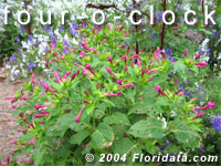 Floridata