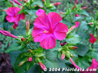 Floridata
