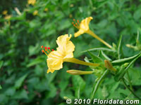 Floridata