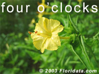 Floridata