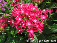 Floridata