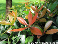 Floridata