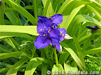 Floridata