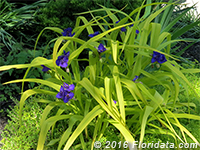 Floridata