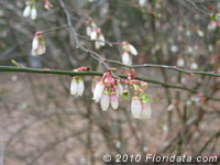 Floridata