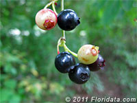 Floridata