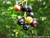 Floridata