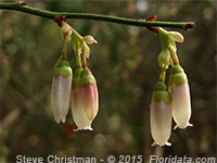 Floridata