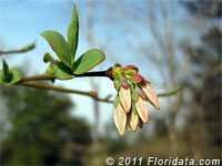 Floridata