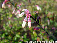 Floridata