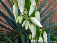 Floridata