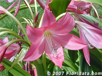Floridata
