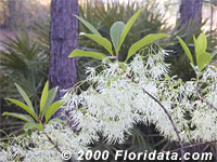 Floridata