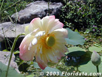 Floridata