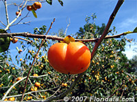 Floridata